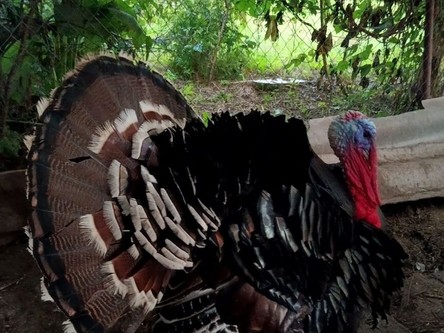 Индюки северокавказские