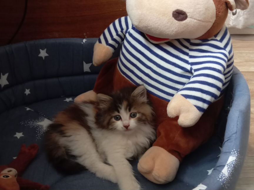 Котёнок девчушка