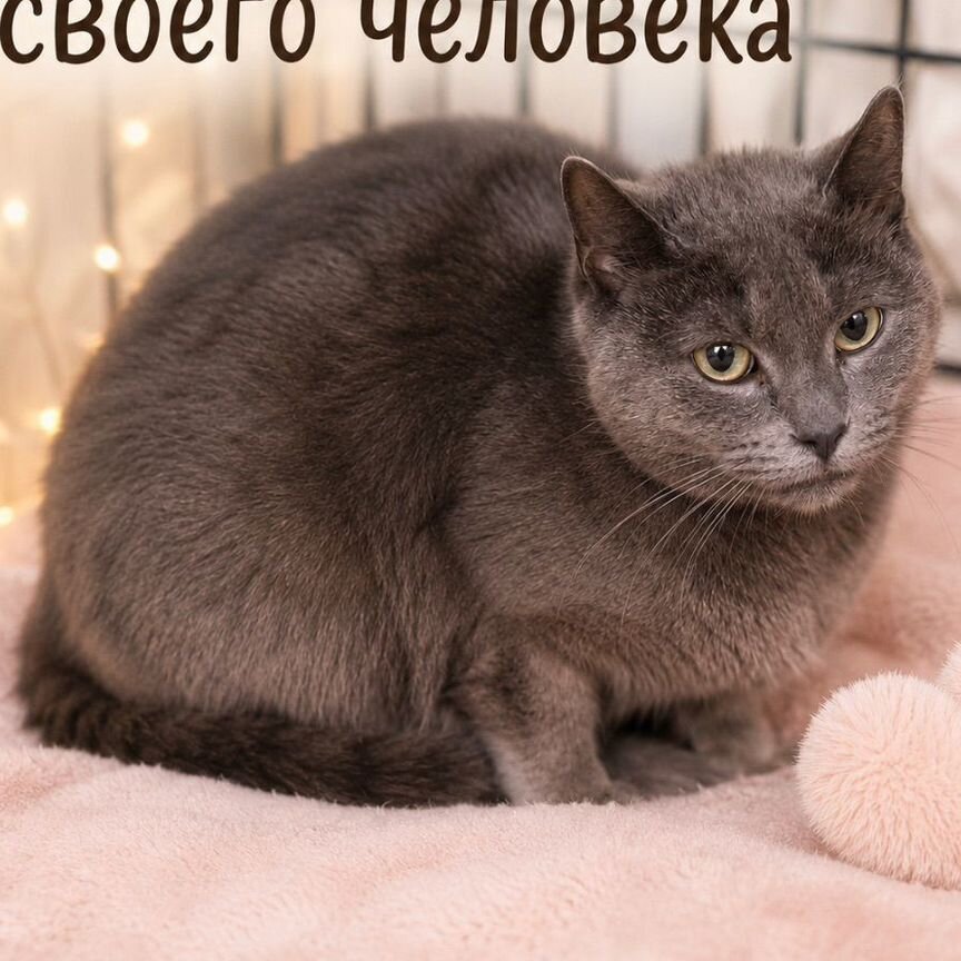 Взрослая, кошка в добрые руки