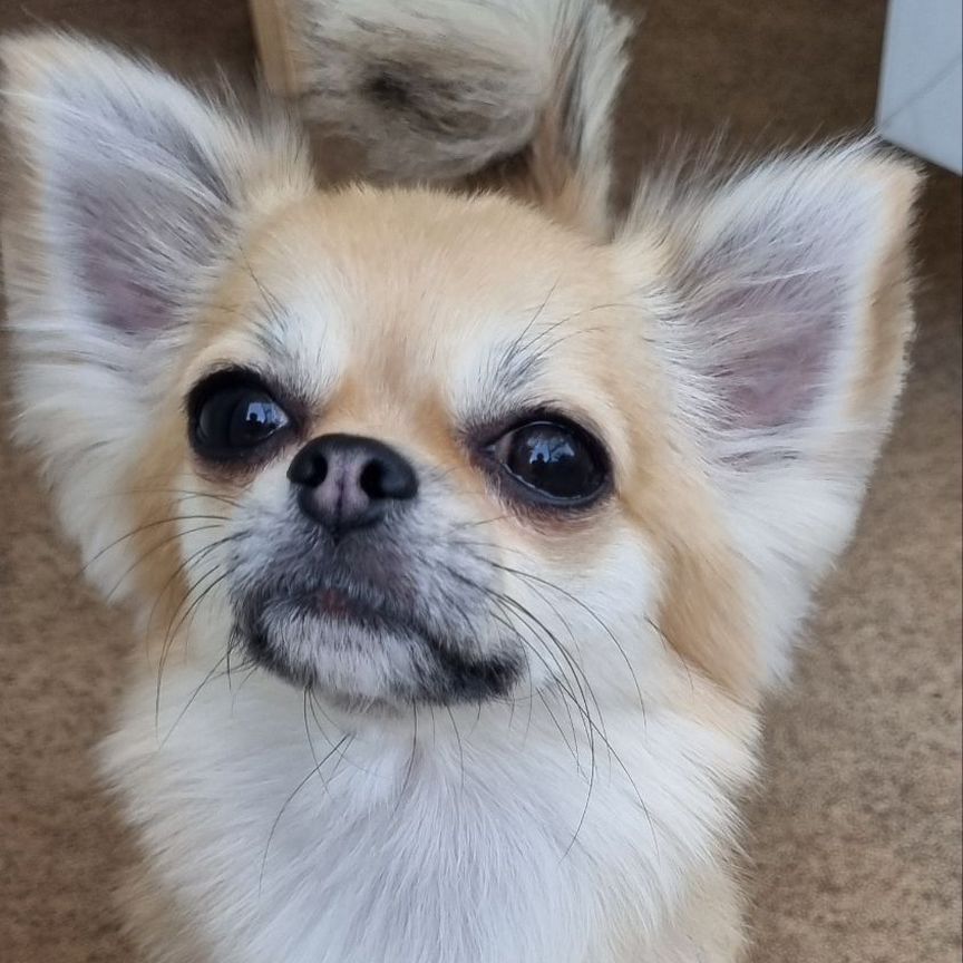 Чихуахуа мини