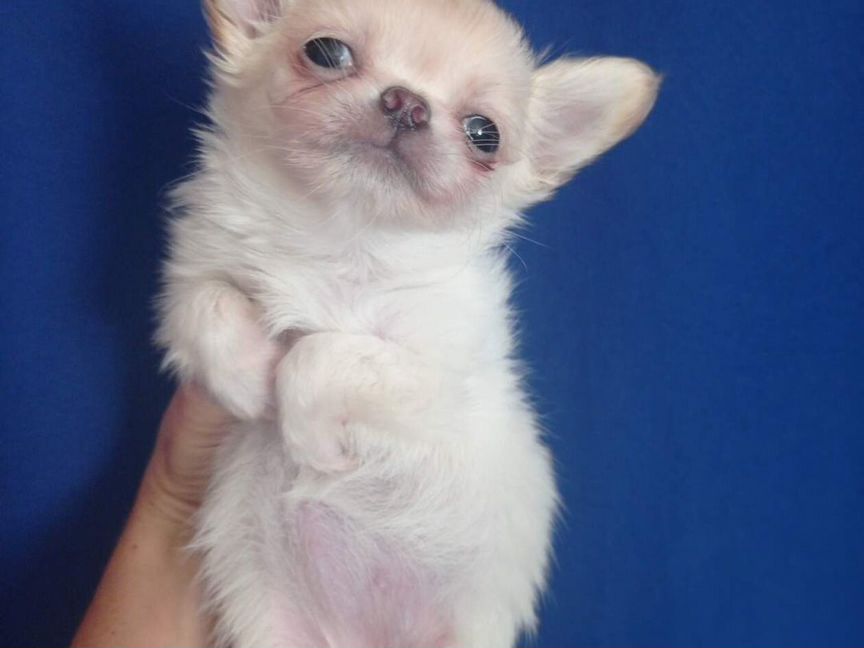 Щенки Чихуахуа