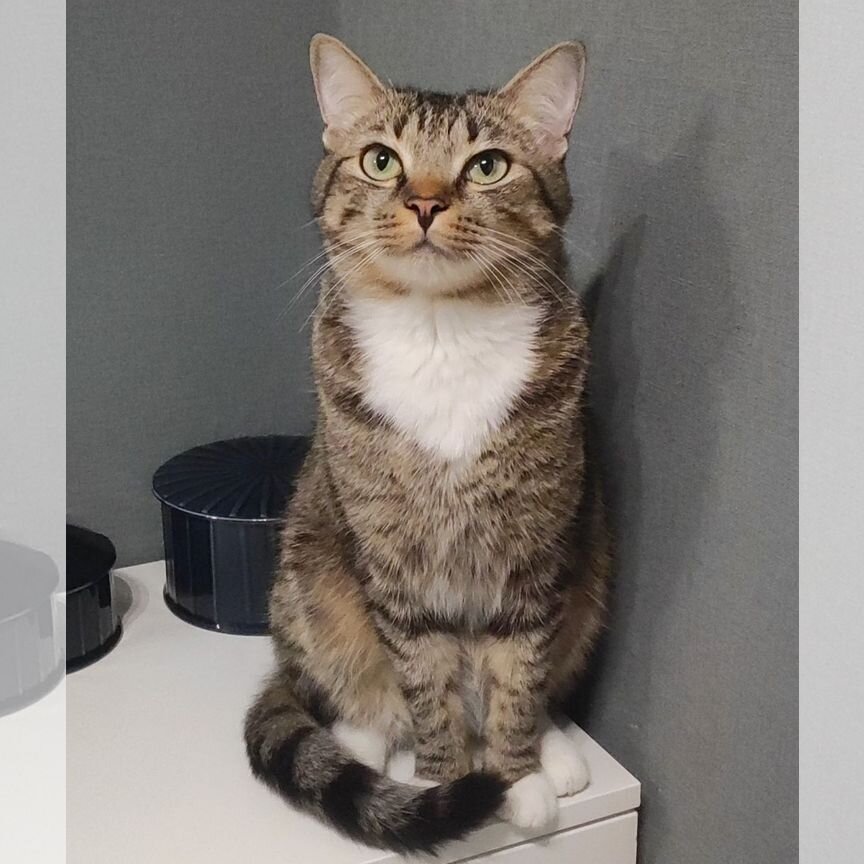 Кот в добрые руки