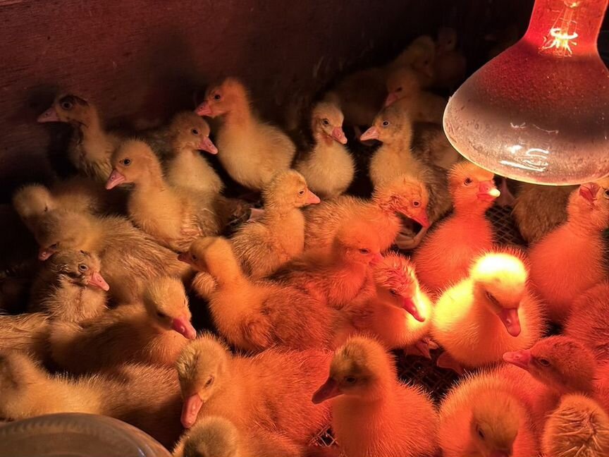 Продам недельного губернатоского гуся