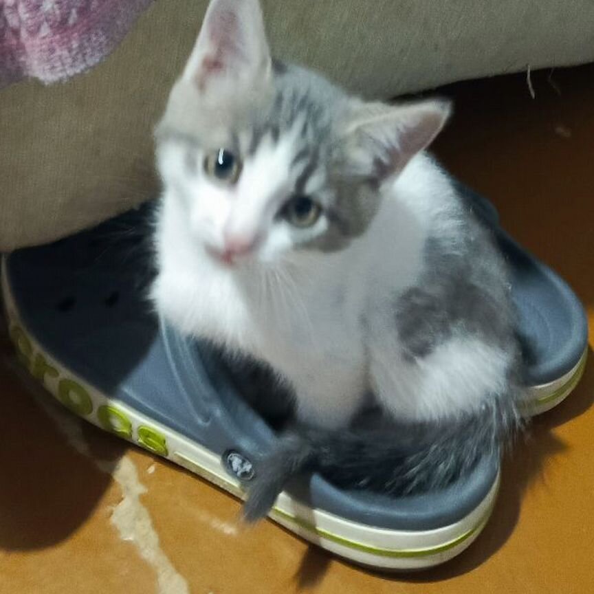 Котёнок в добрые руки