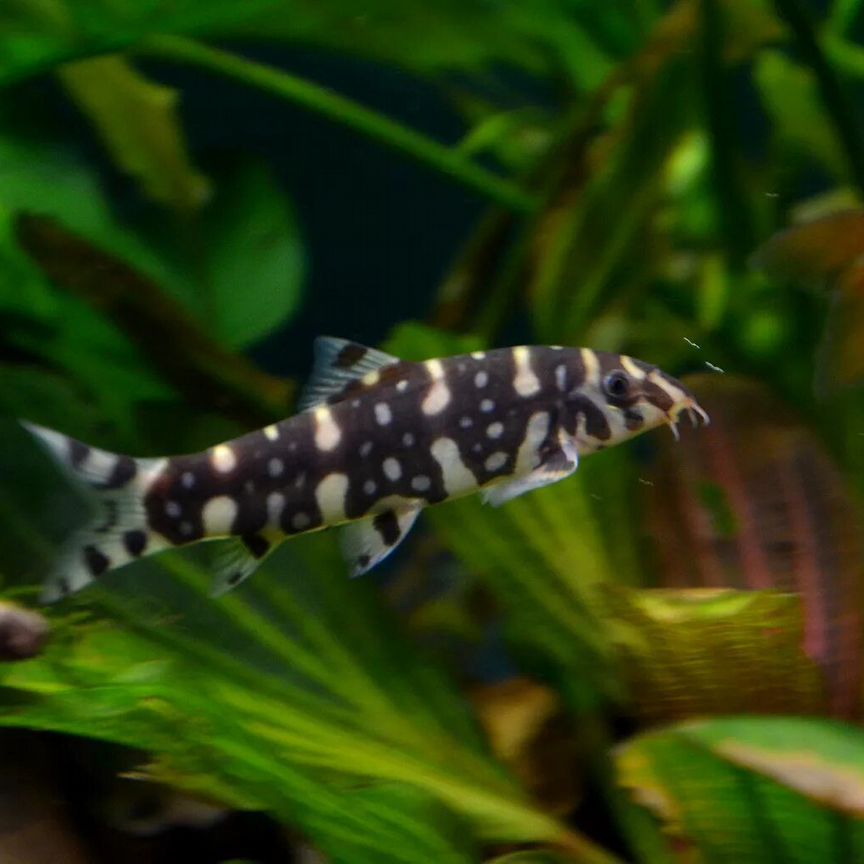 Боция шахматная