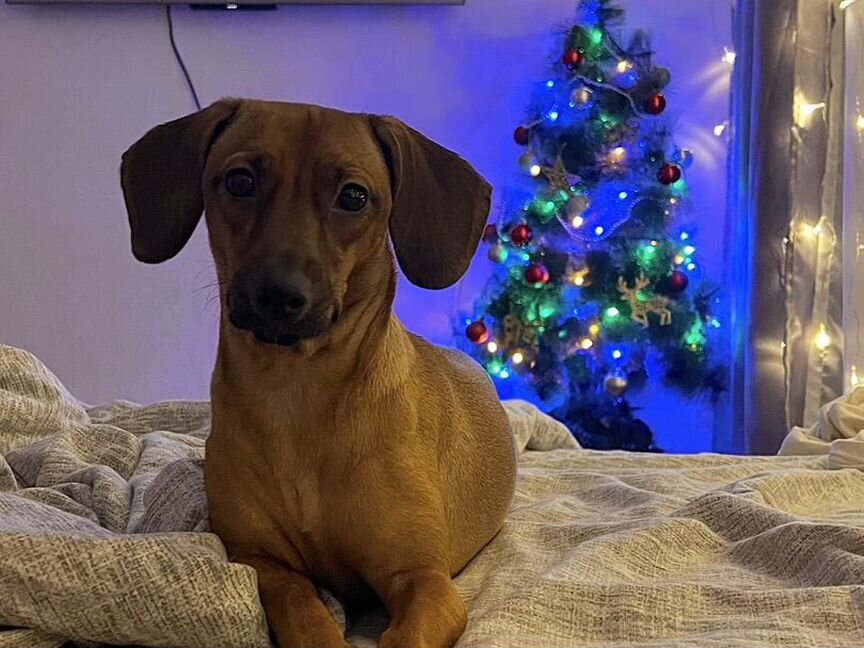 Карликовая такса метис