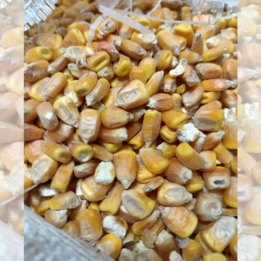 Кукуруза зерно