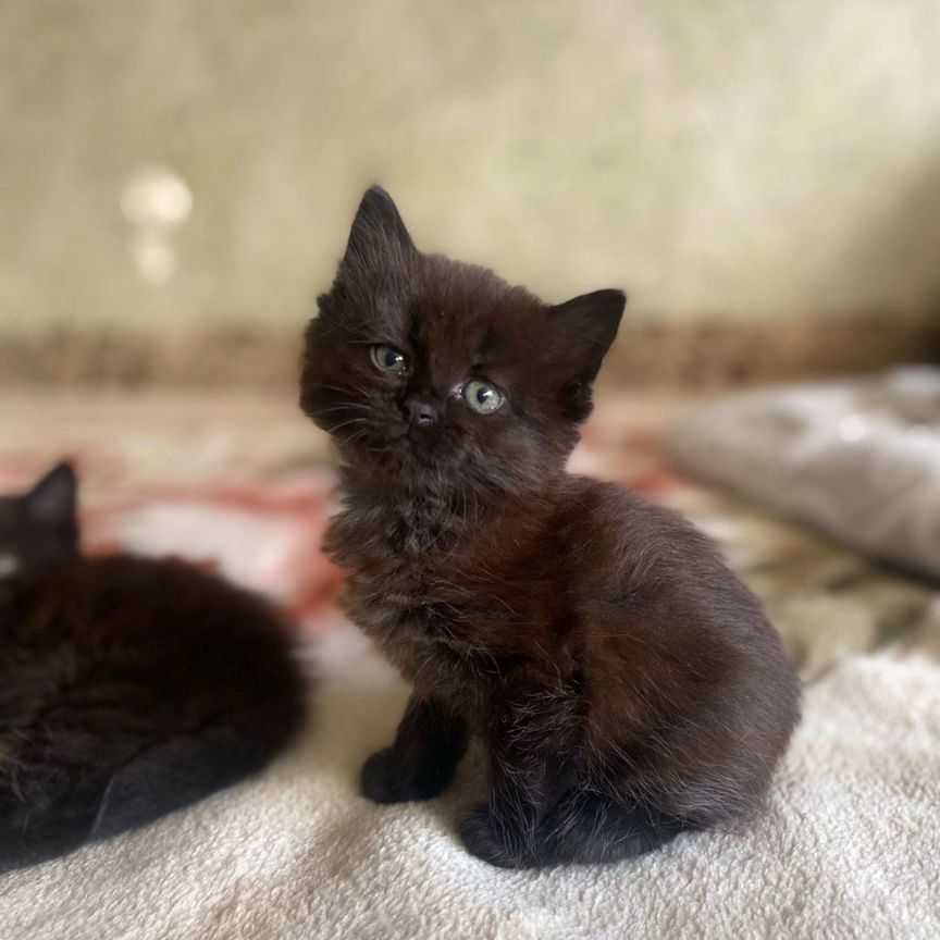Котики бесплатно в добрые руки Калуга