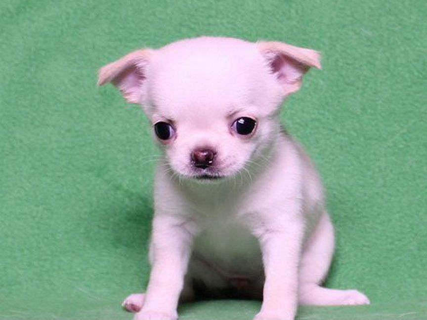 Щенки чихуахуа большой выбор окрасов