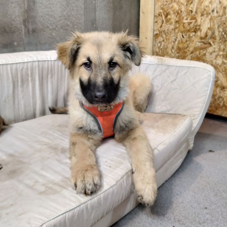 Щенок в добрые руки