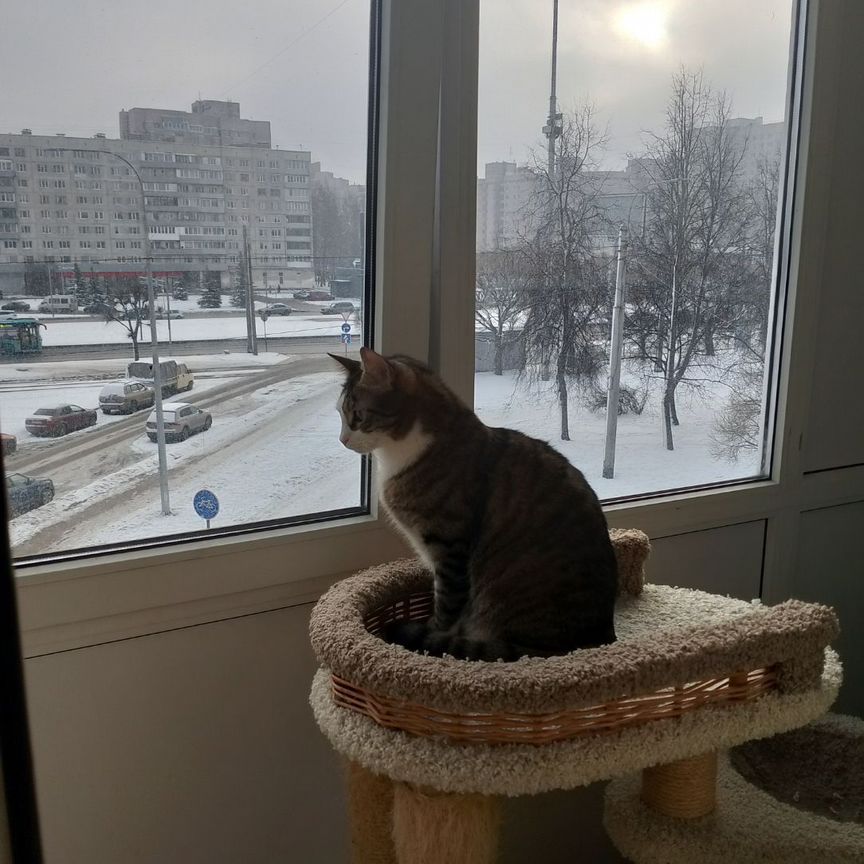 Отдам бесплатно кота