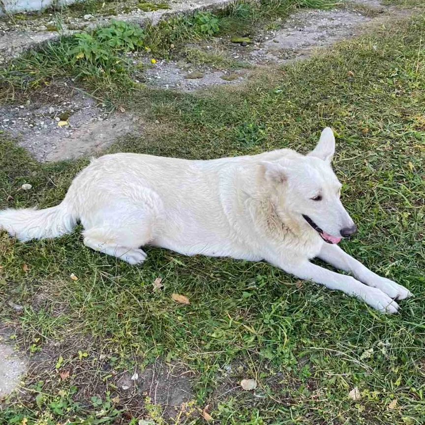 Очень умная собака