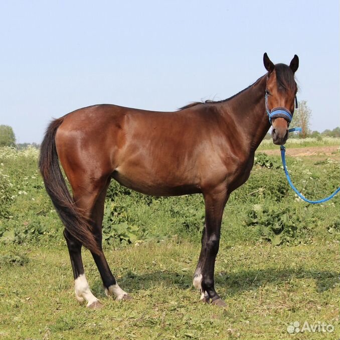 Тракененская кобыла