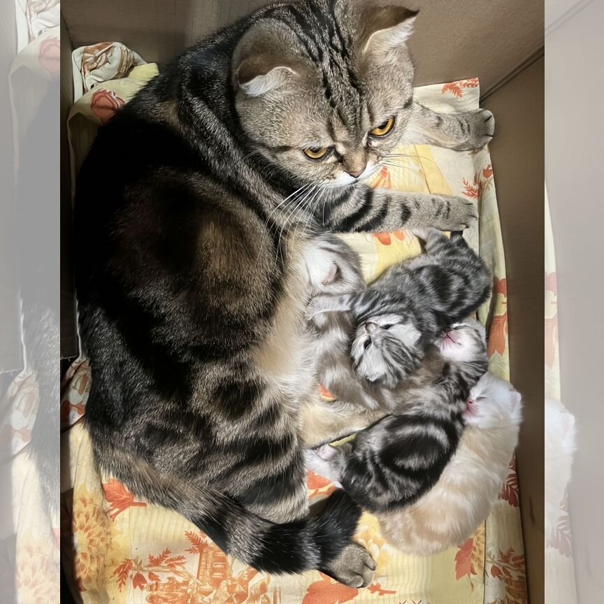 Шотландский вислоухий короткошёрстный котёнок