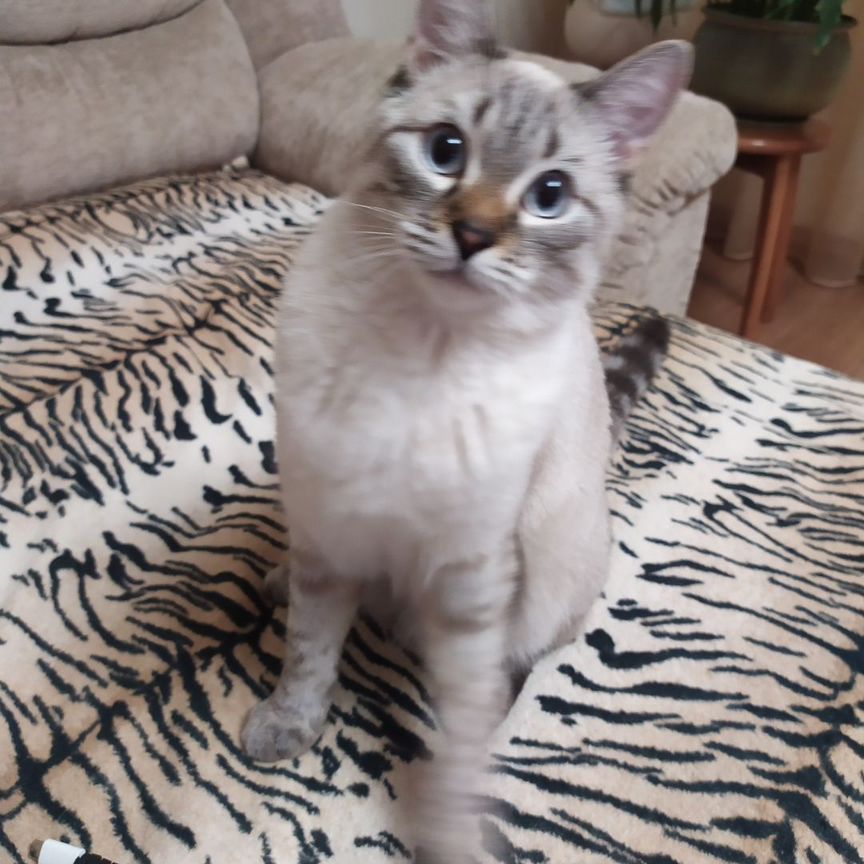 Отдам в хорошие руки тайского котёнка бесплатно