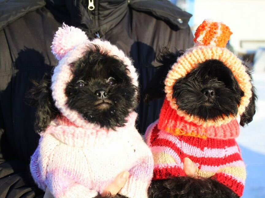 Новогодние малыши Мальтипу