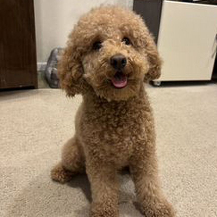 Карликовый пудель, щенок