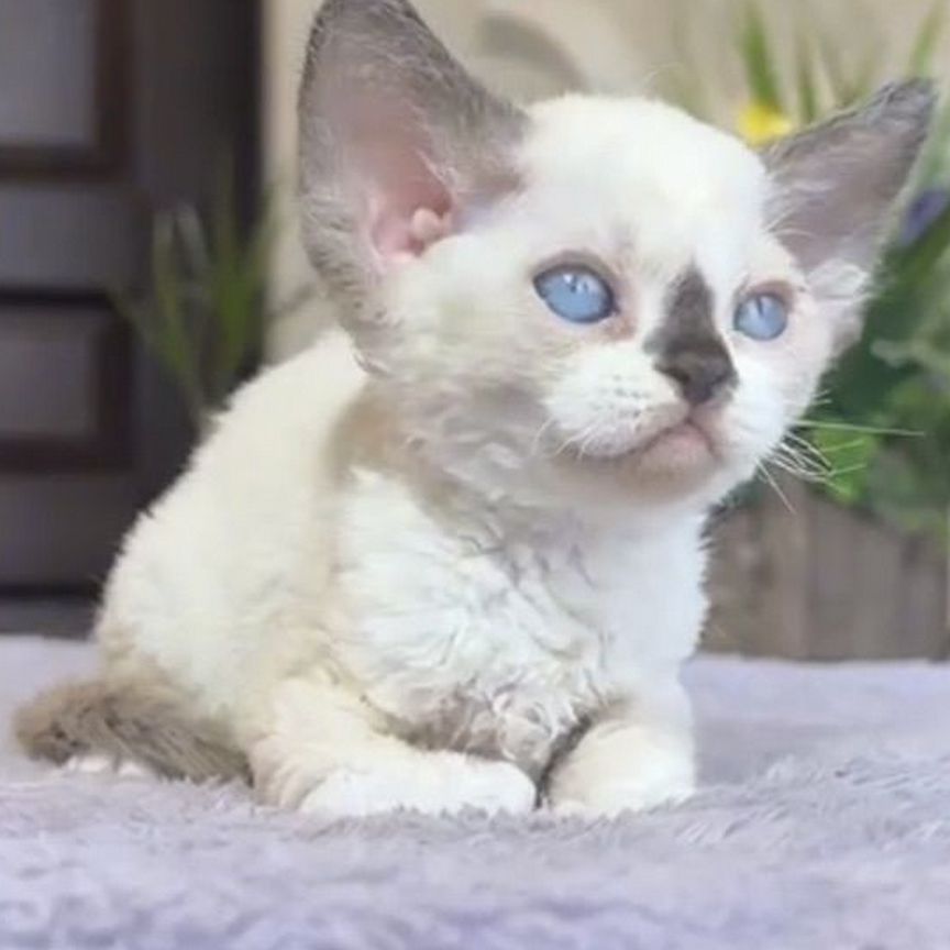 Девон-рекс котёнок