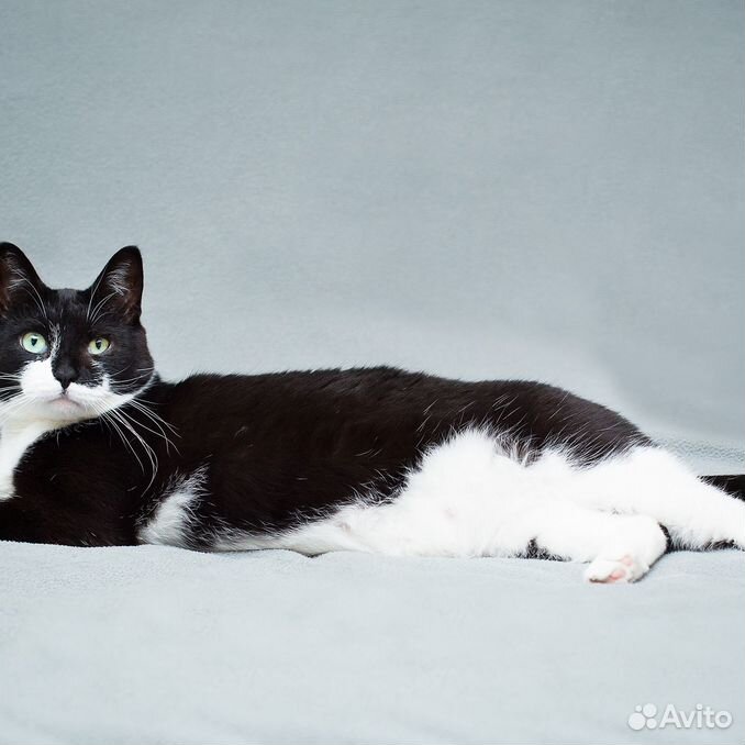 Очаровательная черно-белая кошечка Мила в дар