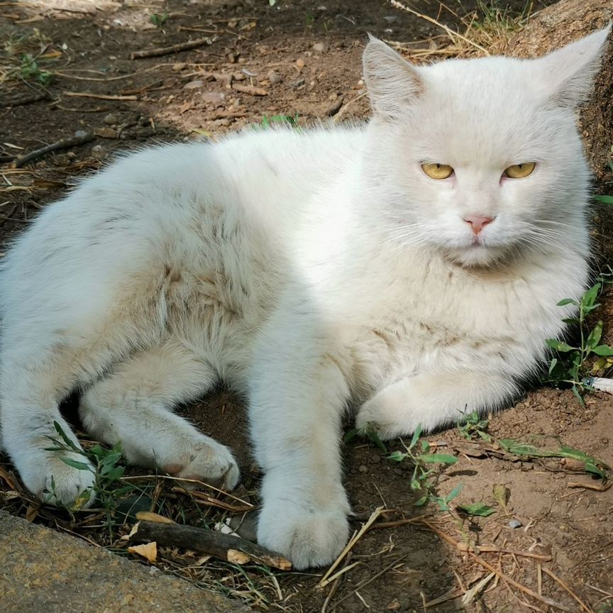Британец кот