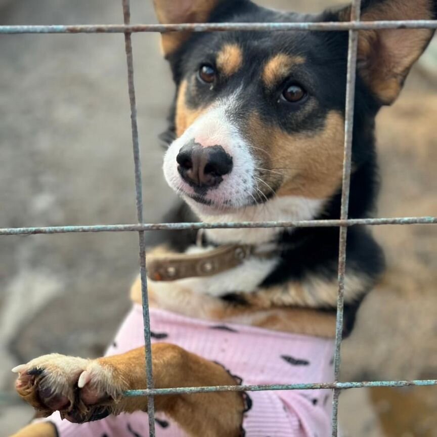 Невероятная красотка Фиалка ждёт хозяина