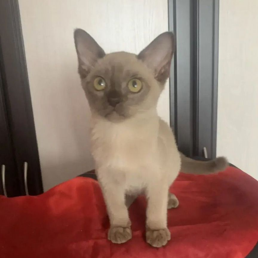 Европейский бурманский котёнок