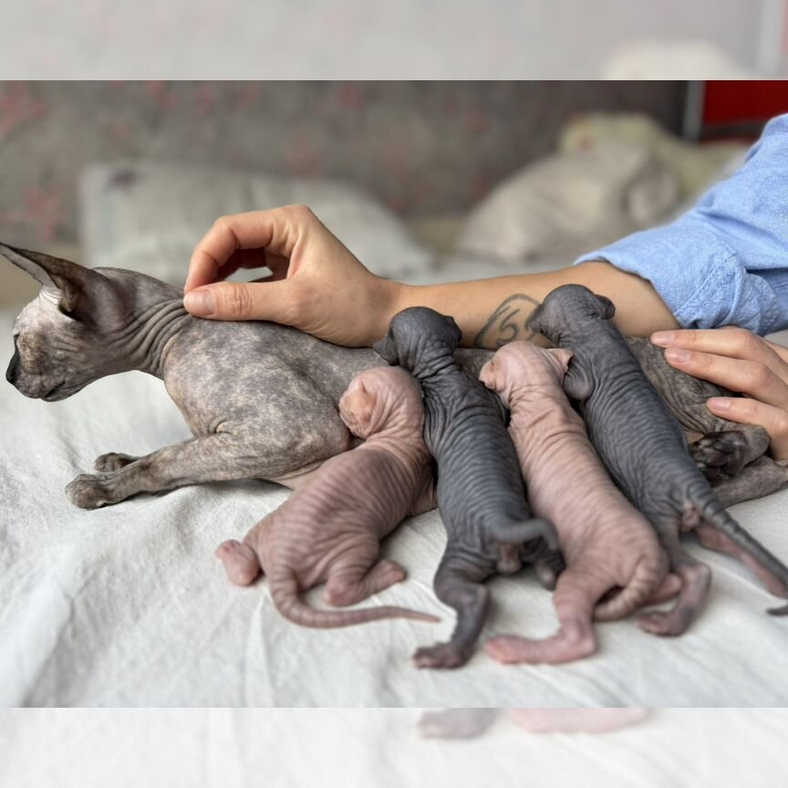 Канадский сфинкс котёнок