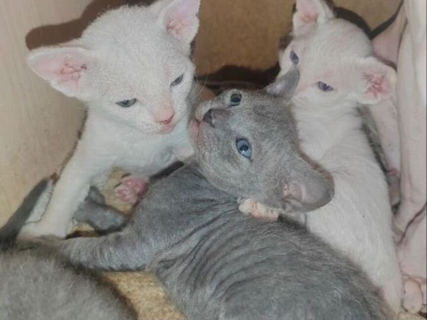 Котята сфинкс