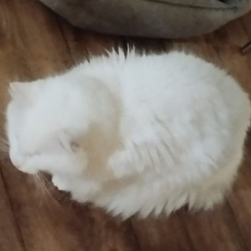 Помощь коту в доме