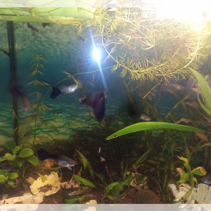 Аквариумные рыбки гуппи