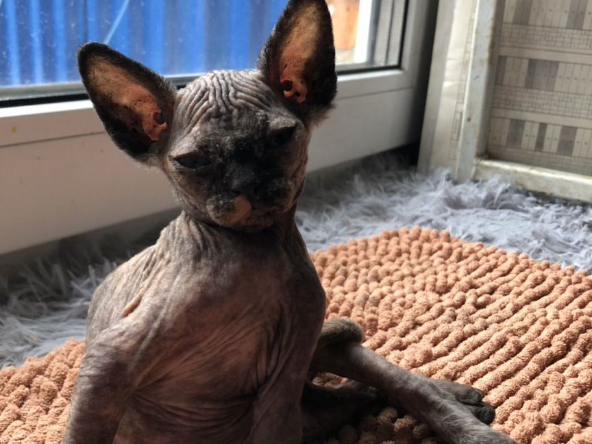 Канадский сфинкс котенок девочка
