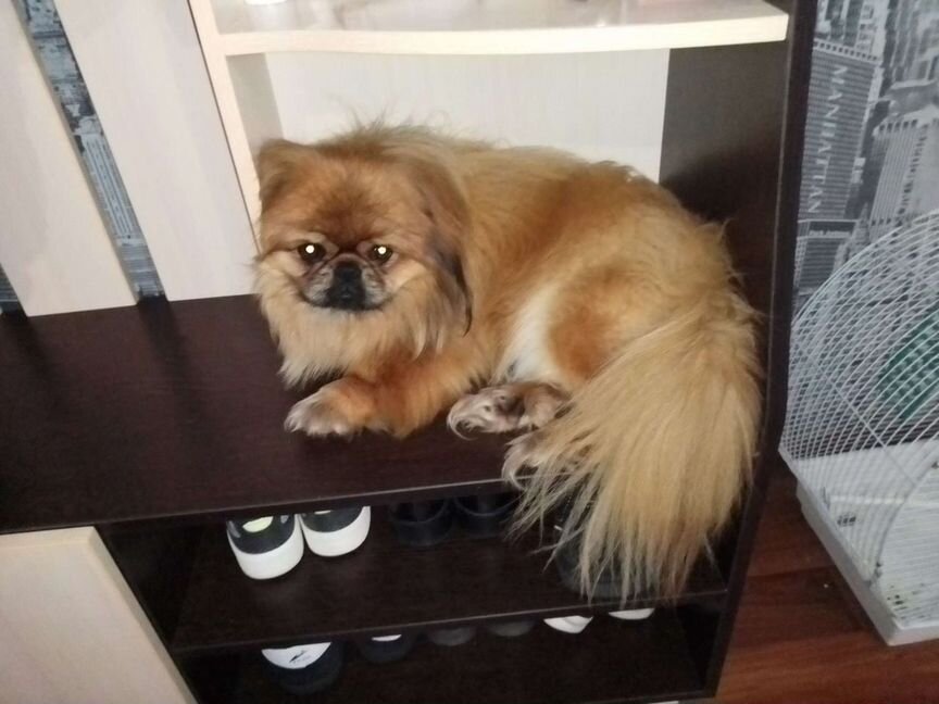 Собака
