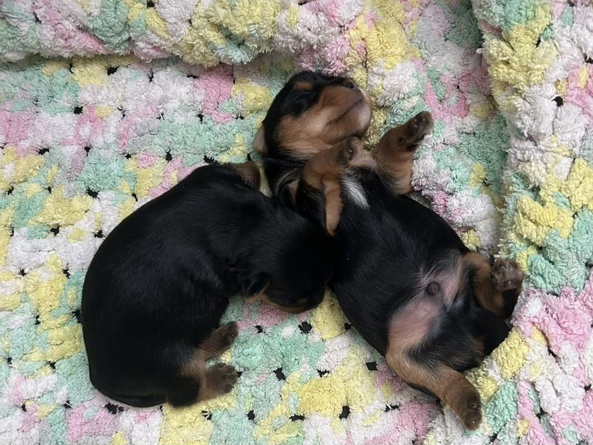 Йоркширский терьер щенки