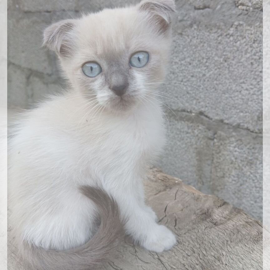 Котята, левочки