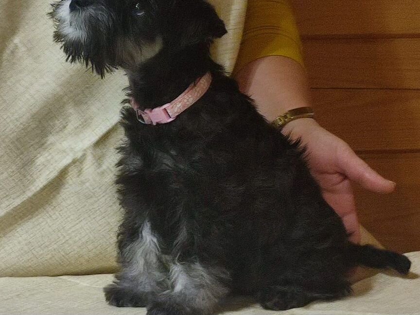 Цвергшнауцер щенки черный с серебром