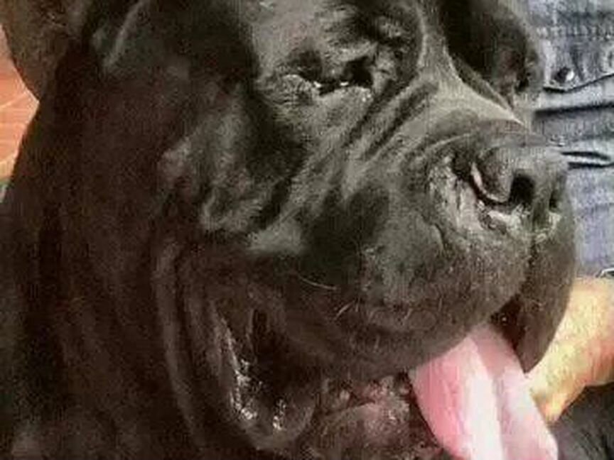 Кане Корсо Сила,Мощь и Красота