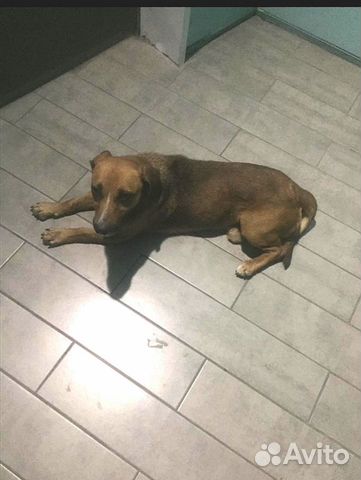 Собака, молодой щенок