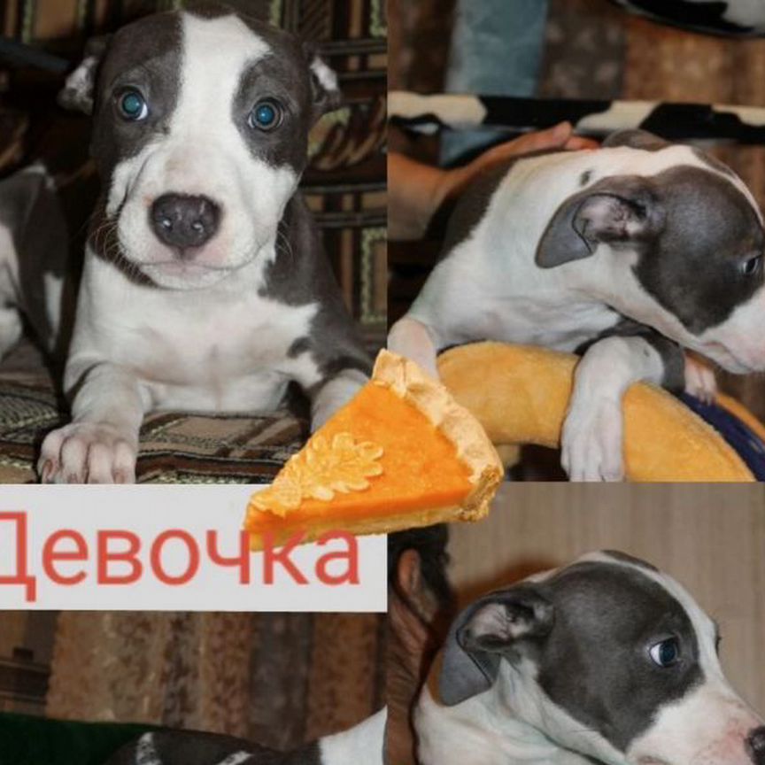 Американский стаффордширский терьер, щенок