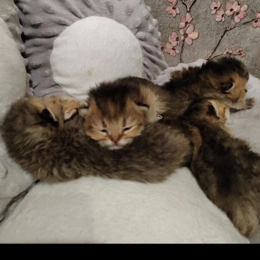 Шотландский вислоухий короткошёрстный котёнок