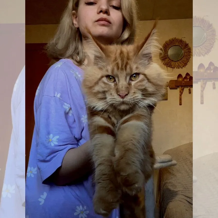 Мейкун котенок