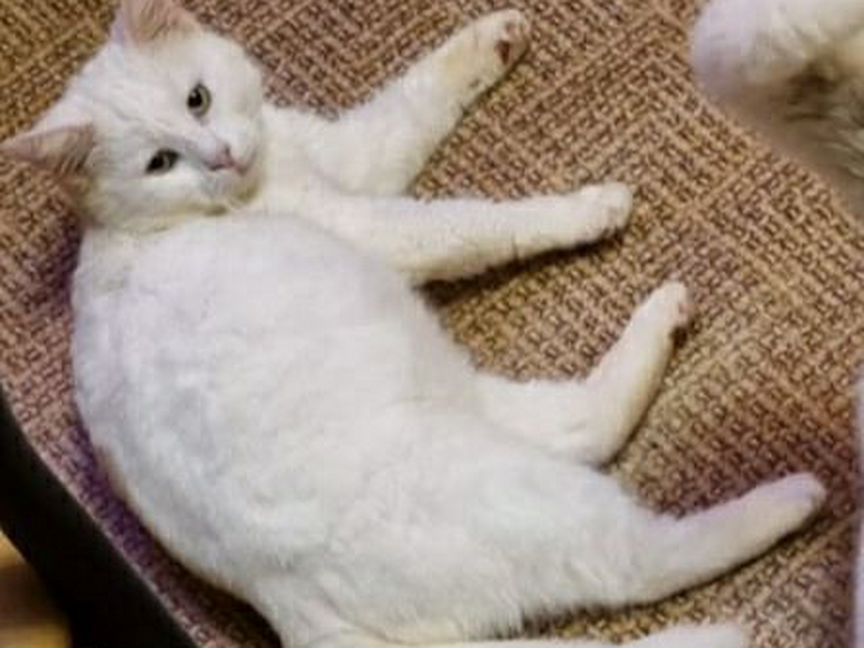 Котик молоденький Стесняшка