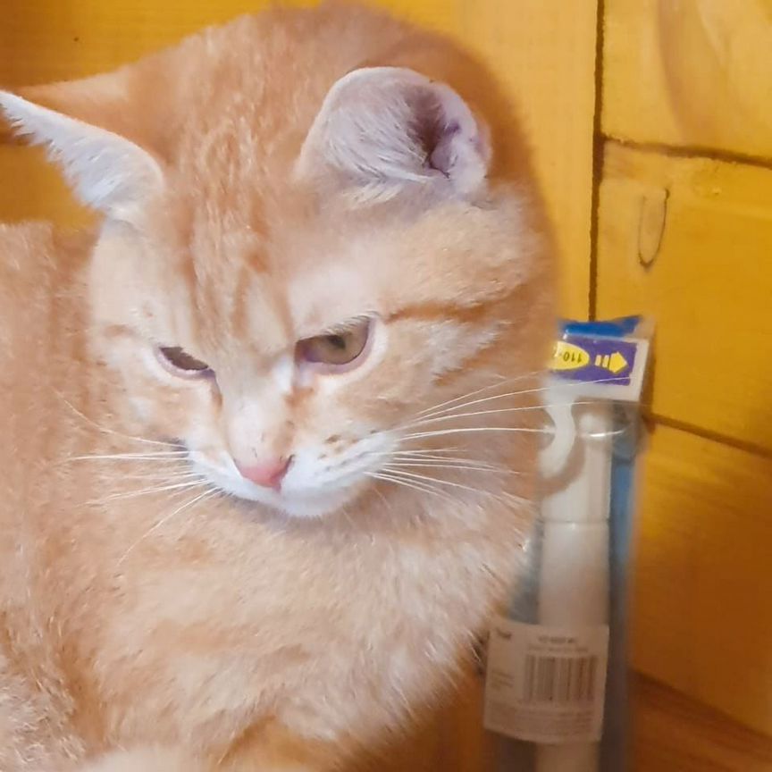 Котята в добрые руки бесплатно