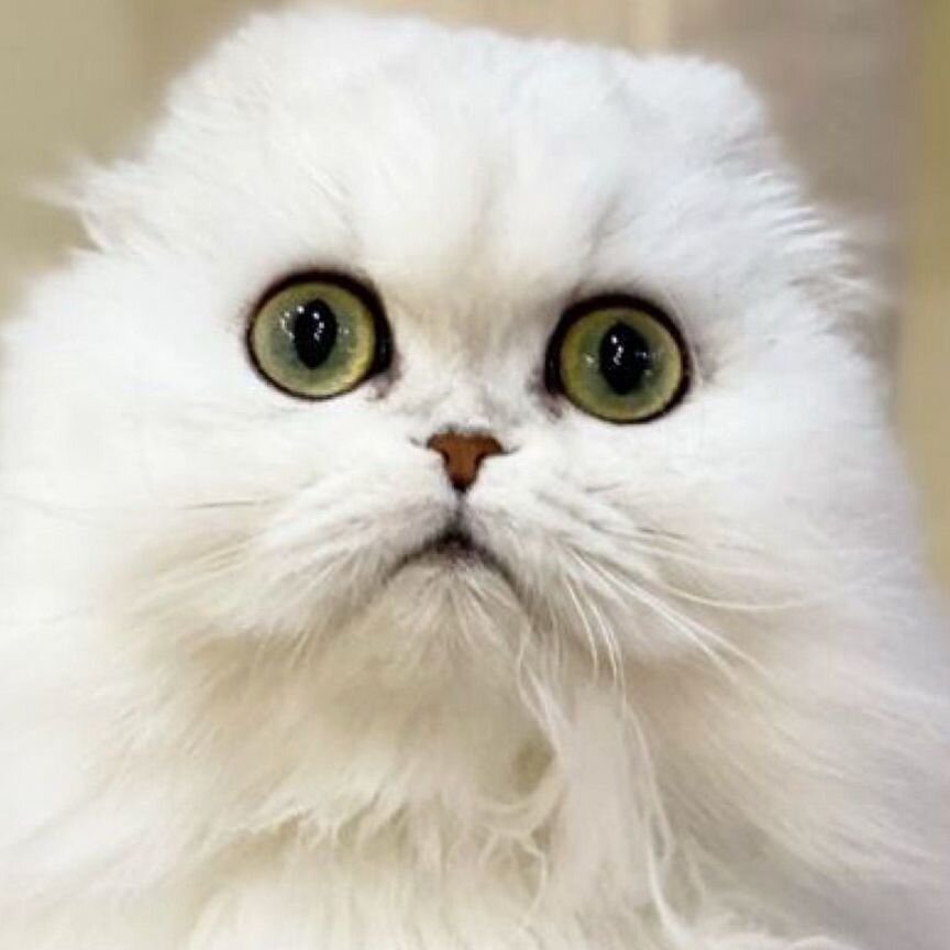 Шотландская вислоухая кошка