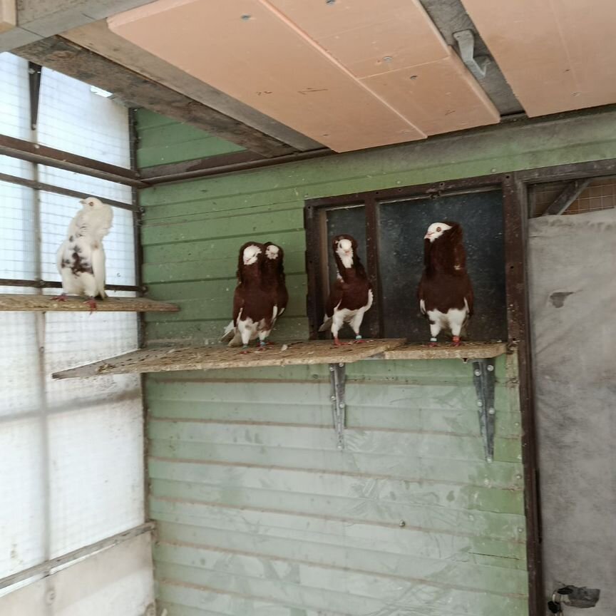 Продажа голубей