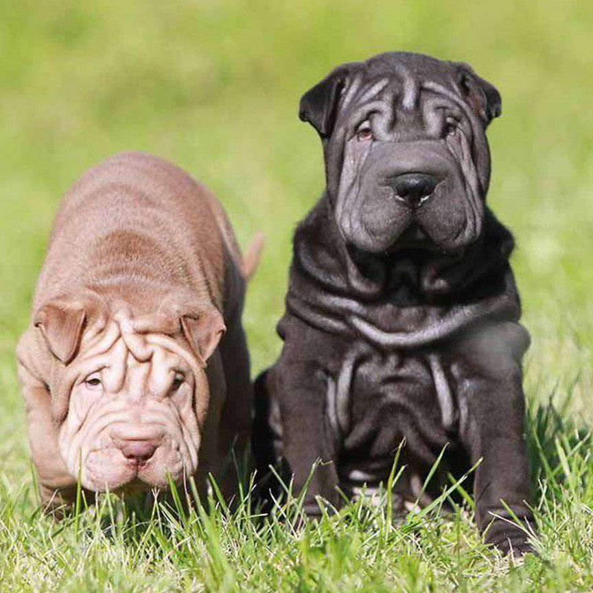 Шарпейчики выбор окрасов