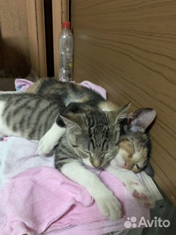Маленькие котята подружки