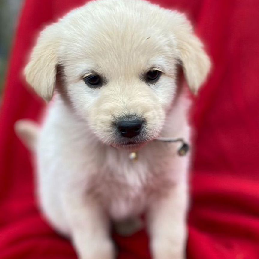 Щеночки Белоснежки