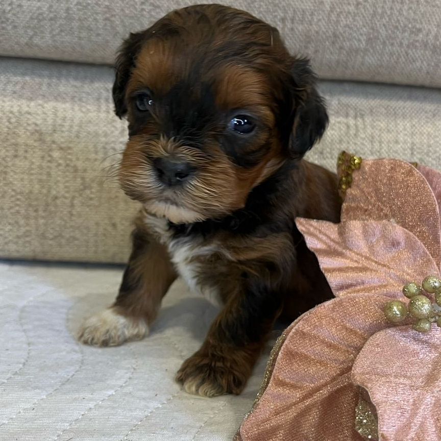 Мальтипу, щенок