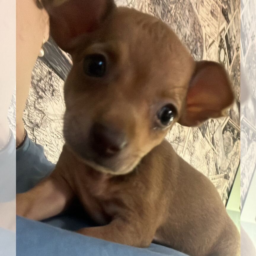 Русский той-терьер, щенок