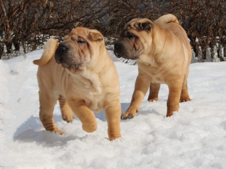 Шикарные шарпейчики с документами